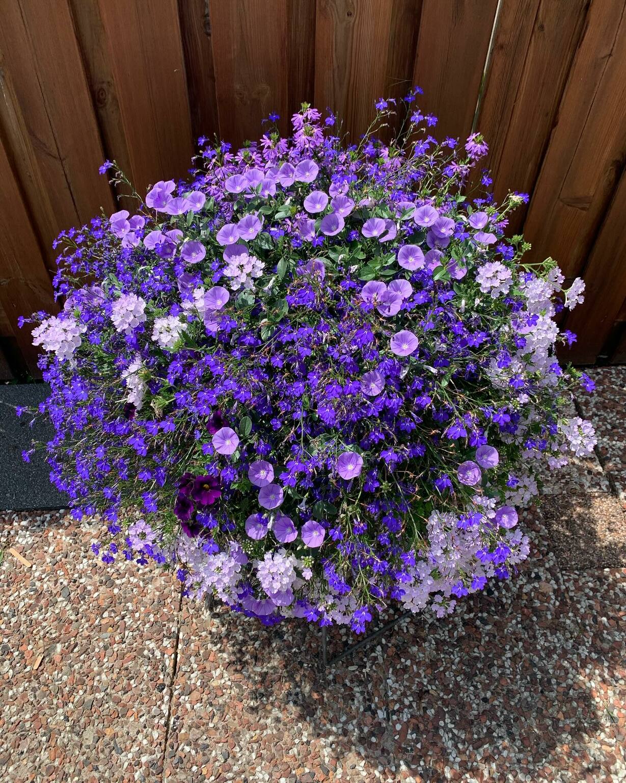 Engelse hanging basket workshop | 28 februari 2026 | 9:30 -11:30 ...