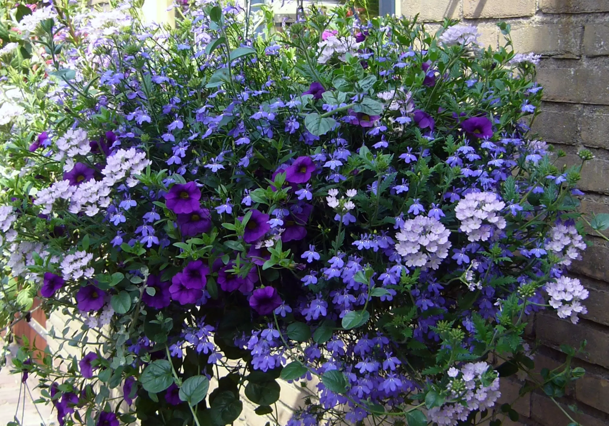 Bestelbaar tot 10 maart Engelse hanging basket Blauw mix in draadmand ...